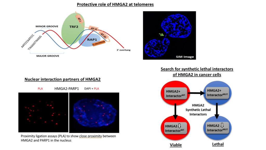 HMGA2 in Cancer - Hombachklonisch