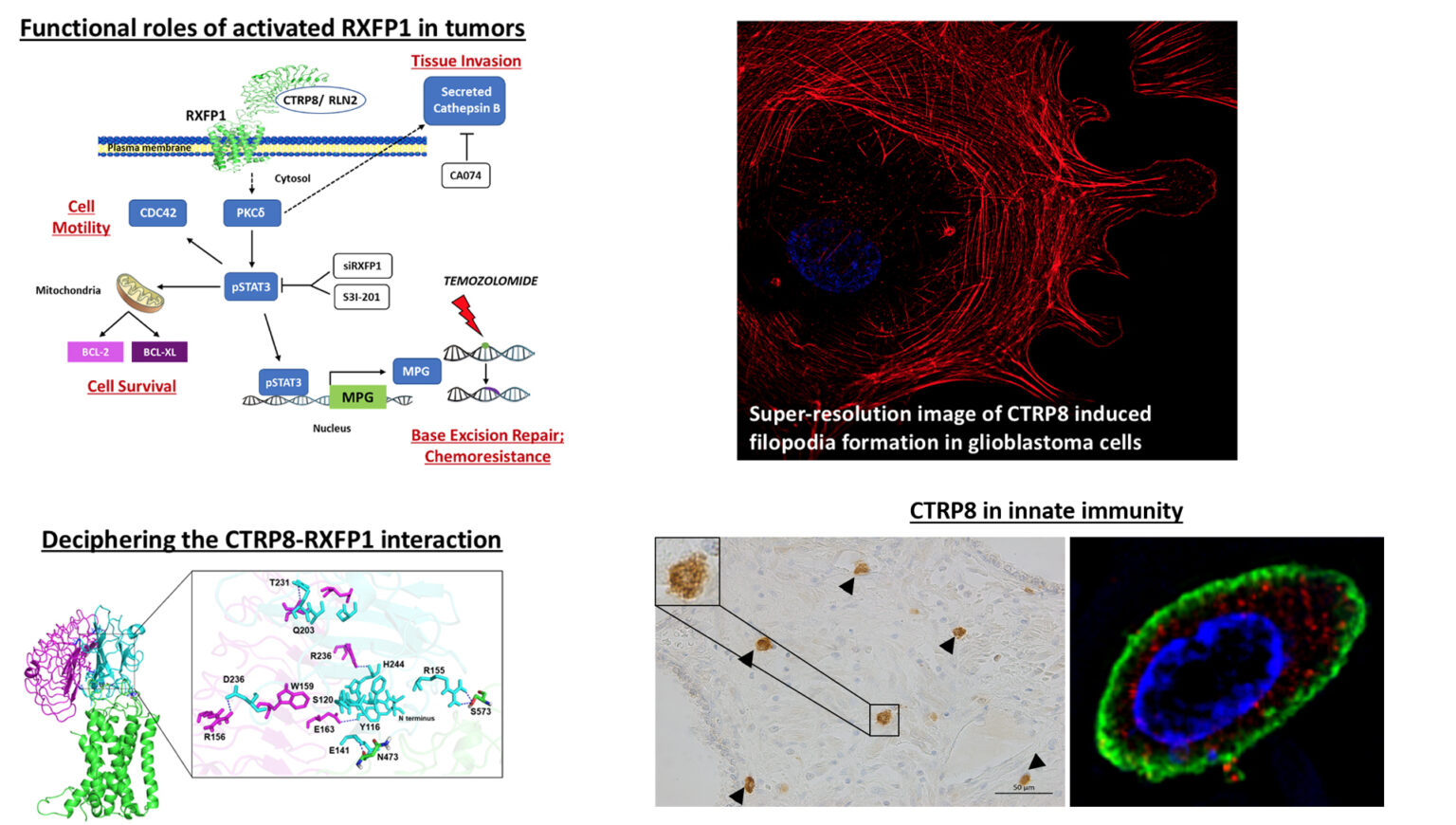 Relaxin Factors in Cancer - Hombachklonisch