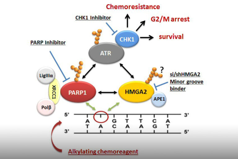 HMGA2 in Cancer - Hombachklonisch